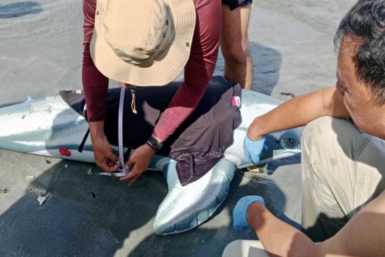 Tatlong araw na Pagsasanay sa Pagsagip ng mga Pawikan at Dugong sa ...